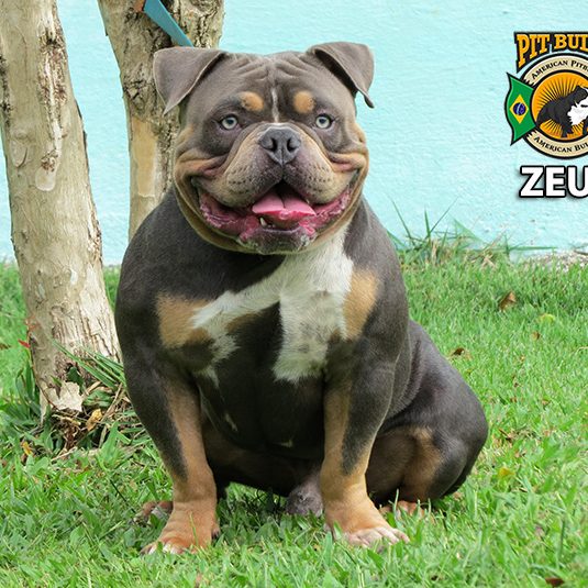 American Bully - Pocket - Micro - Exotic - Cachorro - Canil PitBully American Bully - Pocket - Micro - Exotic - Cachorro - Canil PitBully