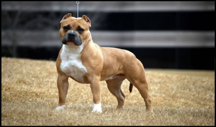 Tudo sobre o American Bully Classic - CANIL PITBULLY