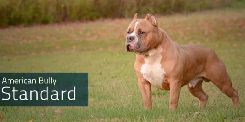 Tudo sobre o American Bully Standart - CANIL PITBULLY Tudo sobre o American Bully Standart - CANIL PITBULLY