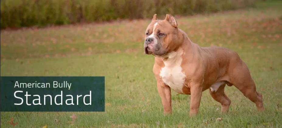 Tudo sobre o American Bully Standart - CANIL PITBULLY