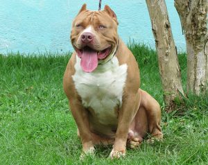 Filhotes de Pit Monster - Pit Bull Extremado - Compra - Venda