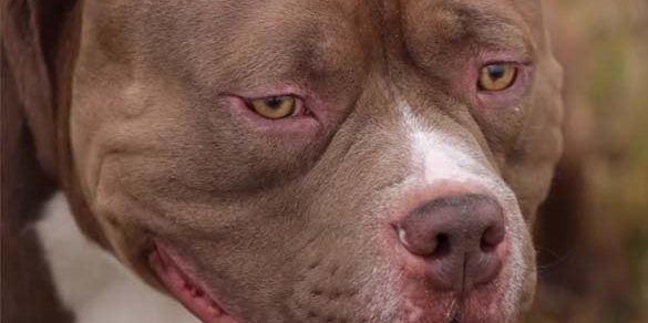 American Bully o que é e qual sua origem - CANIL PITBULLY American Bully o que é e qual sua origem - CANIL PITBULLY