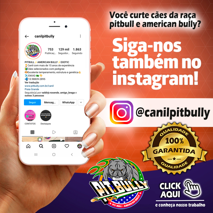 American Bully - CANIL PITBULLY American Bully - CANIL PITBULLY