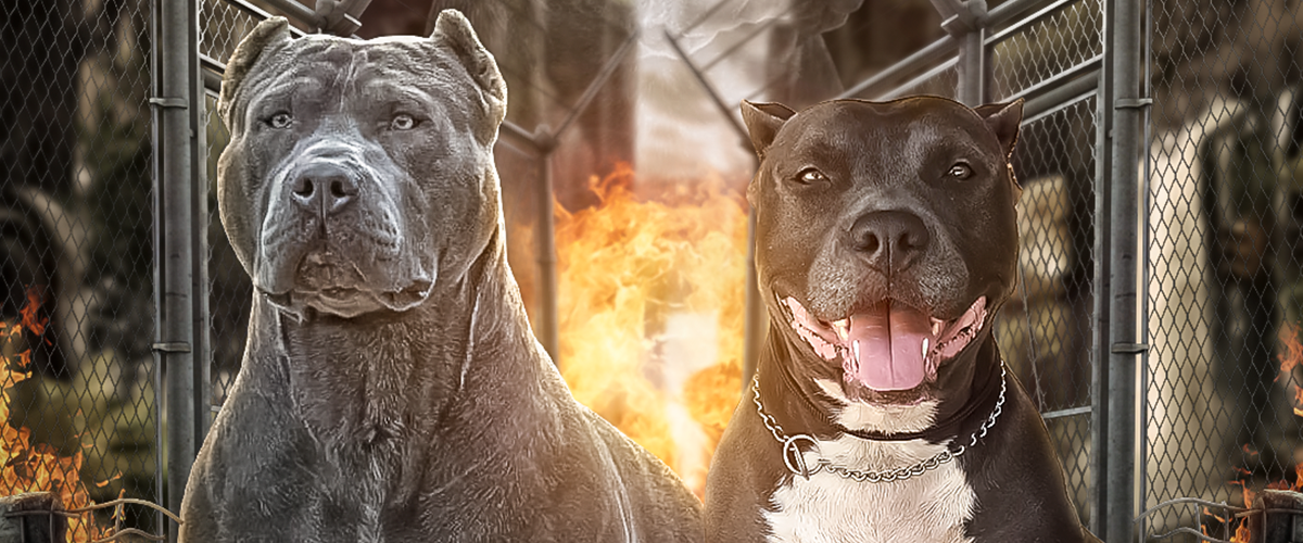Filhotes de Pit Monster - Pit Bull Extremado - Compra - Venda