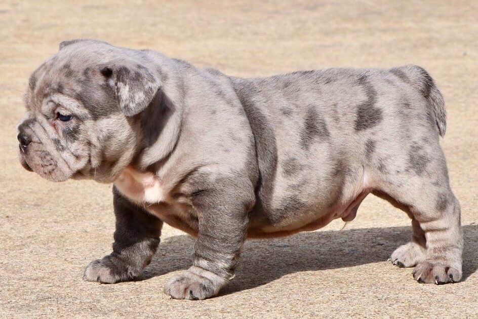 American Bully - Micro, Pocket e Exotic - Canil PitBully