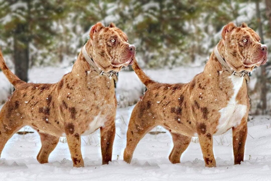 American Bully - Micro, Pocket e Exotic - Canil PitBully