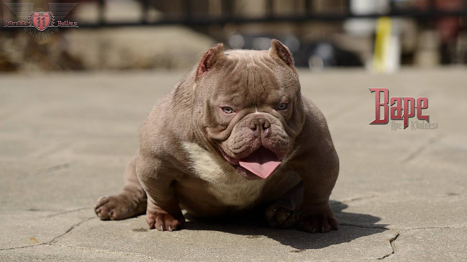 Tudo sobre o Exotic Bully - CANIL PITBULLY