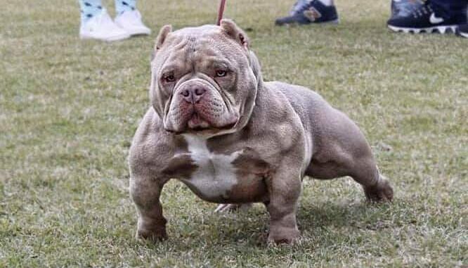 American Bully Micro - CANIL PITBULLY