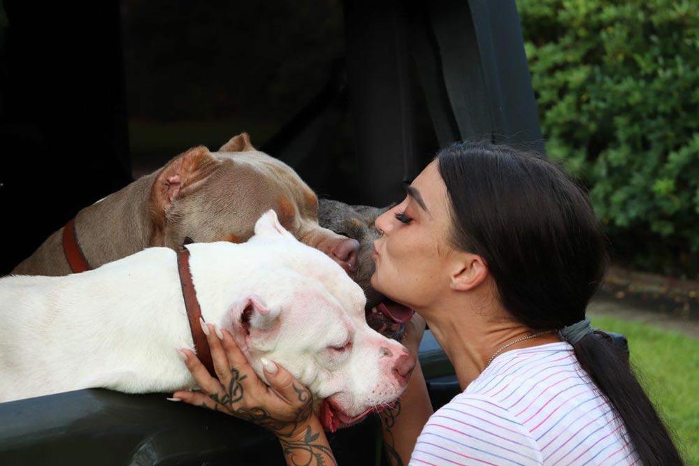 Por que as mulheres amam os caes pitbull e american bully - CANIL PITBULLY
