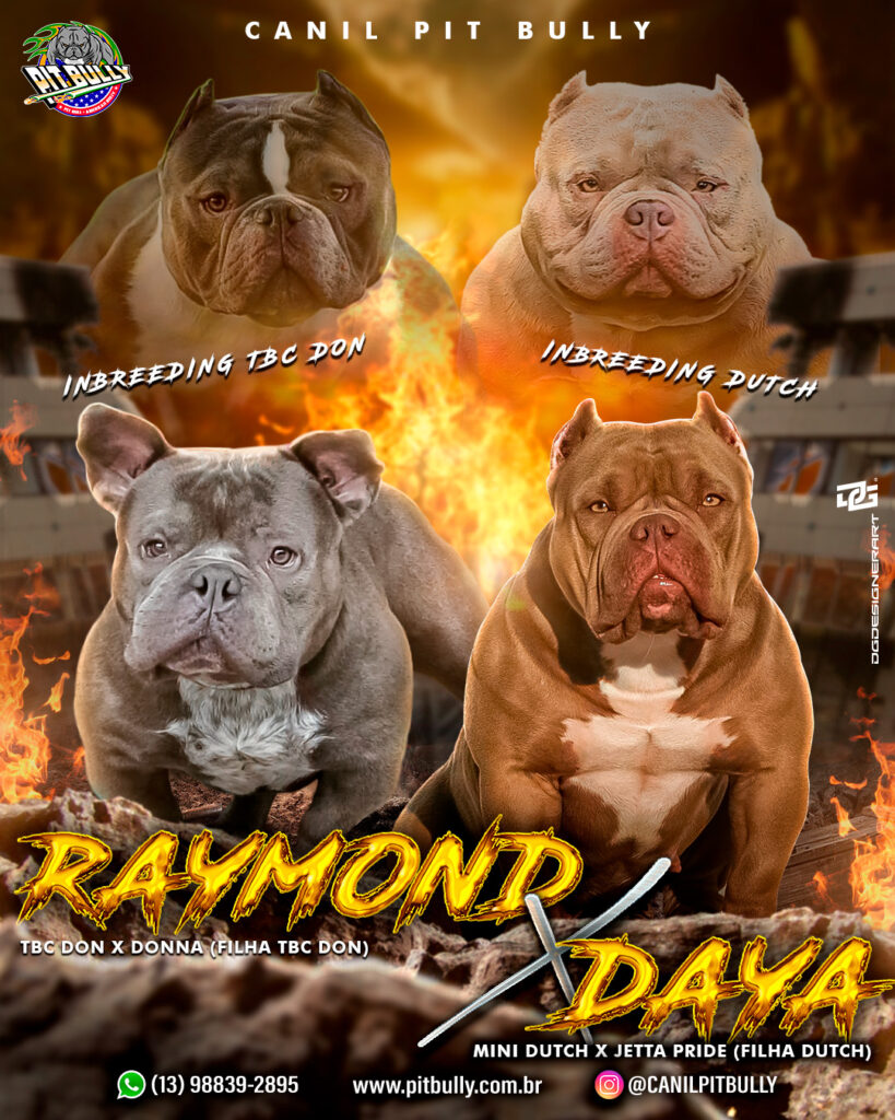 Filhotes de American Bully, Micro, Pocket e Exotic - Canil PitBully