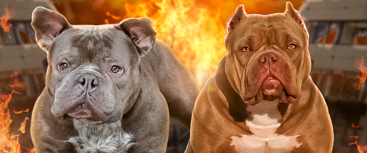 Filhotes de American Bully, Micro, Pocket e Exotic - Canil PitBully Filhotes de American Bully, Micro, Pocket e Exotic - Canil PitBully