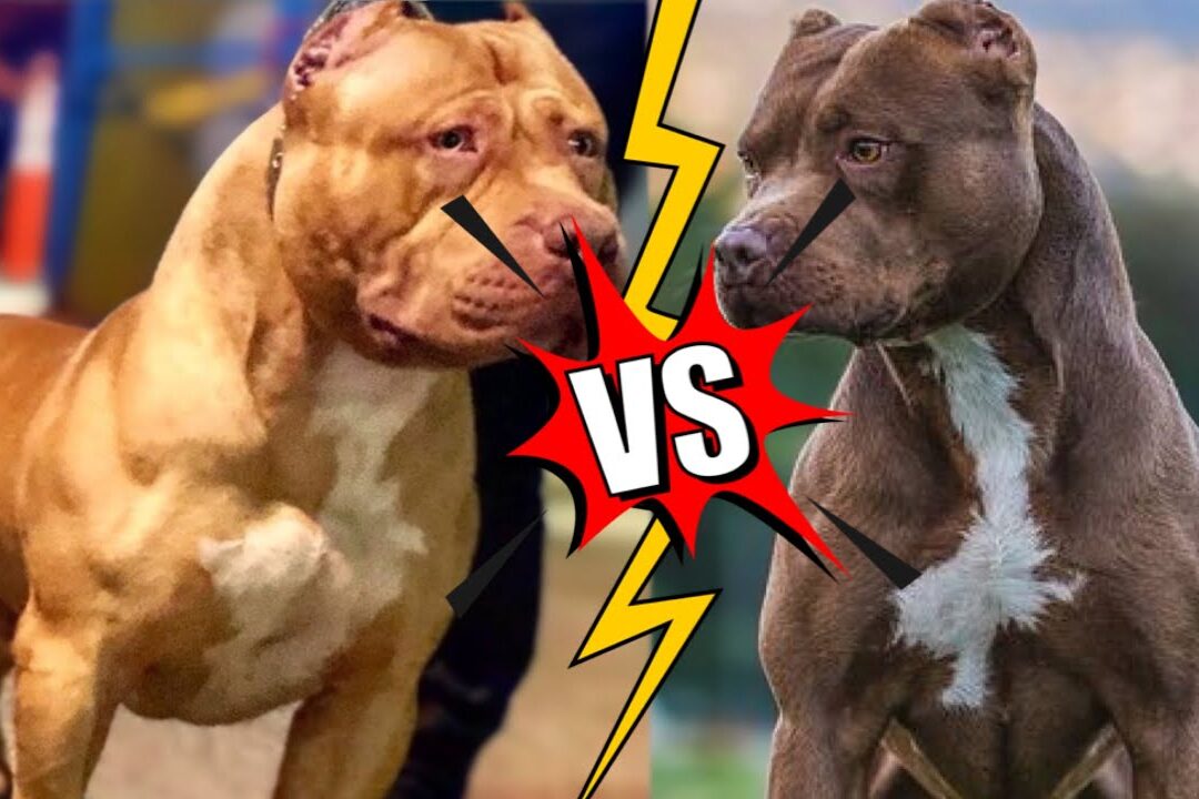 Pit Monster: Tudo sobre o Pit bull extremado - Canil PitBully