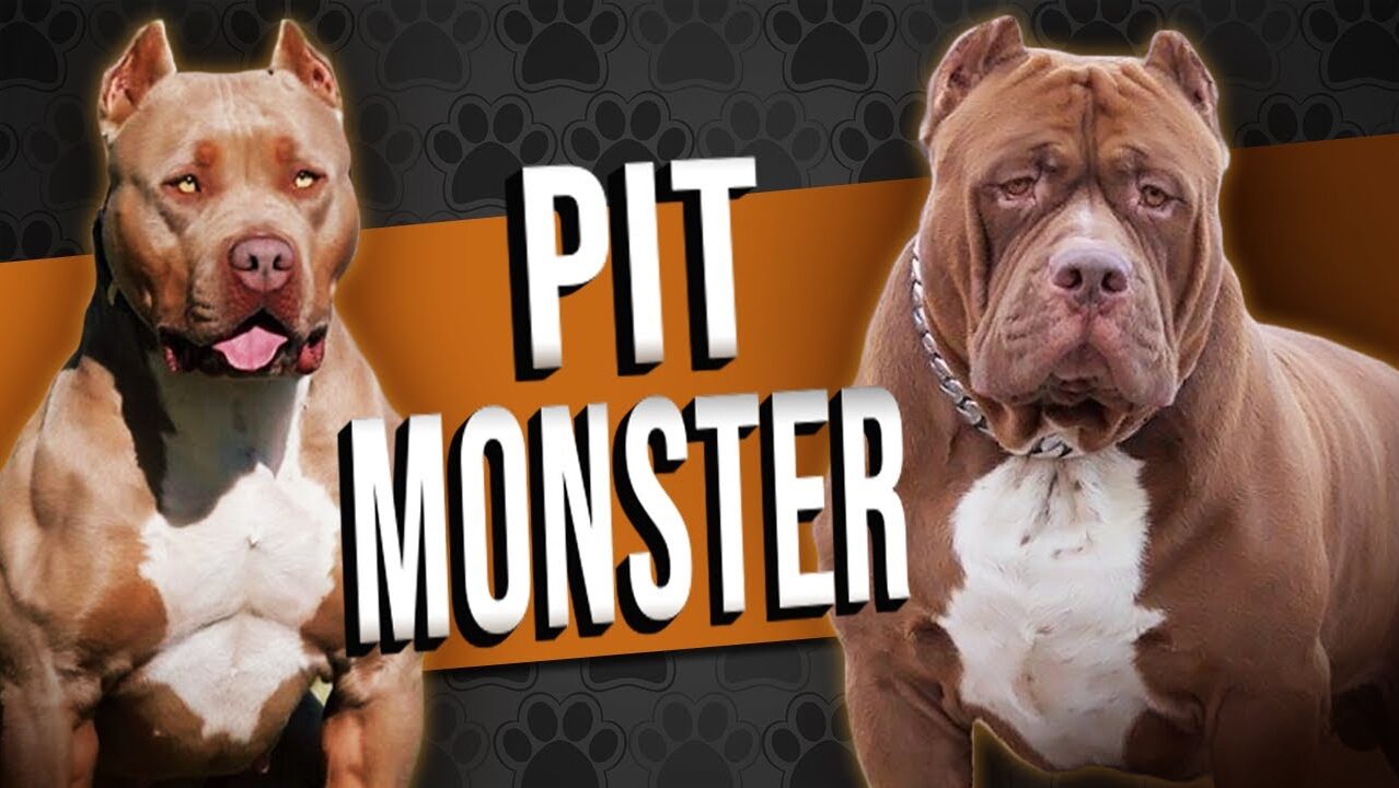 Pit Monster Archives - CANIL PITBULLY