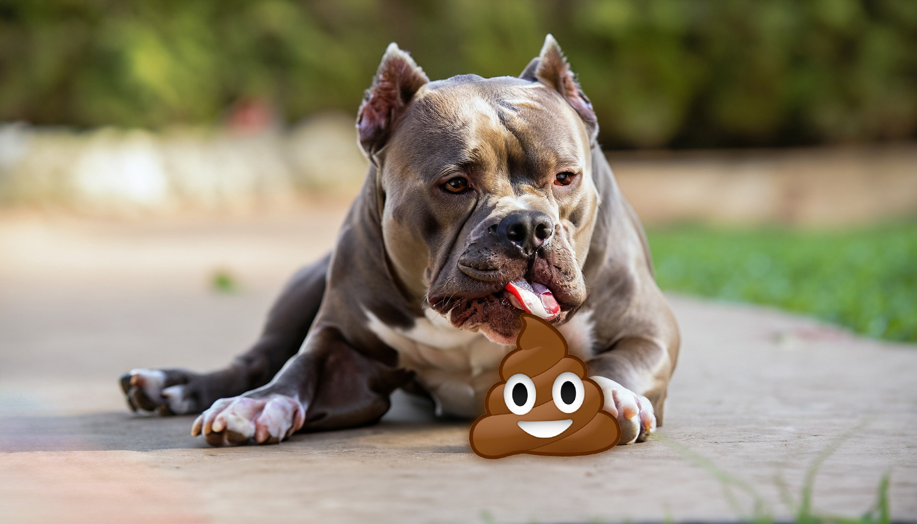 Por que meu cachorro come cocô? - Entenda a Coprofagia em cães - CANIL ...