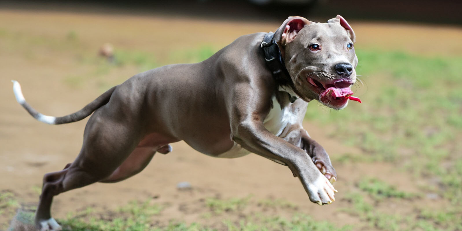 Tudo sobre o cachorro Pitbull: Um guia completo - CANIL PITBULLY