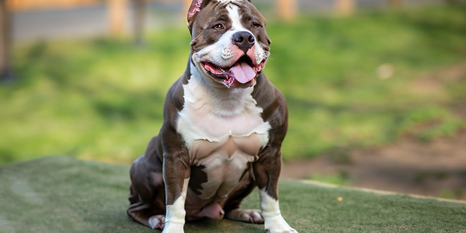 Tudo sobre raça de cachorro American Bully - CANIL PITBULLY Tudo sobre raça de cachorro American Bully - CANIL PITBULLY