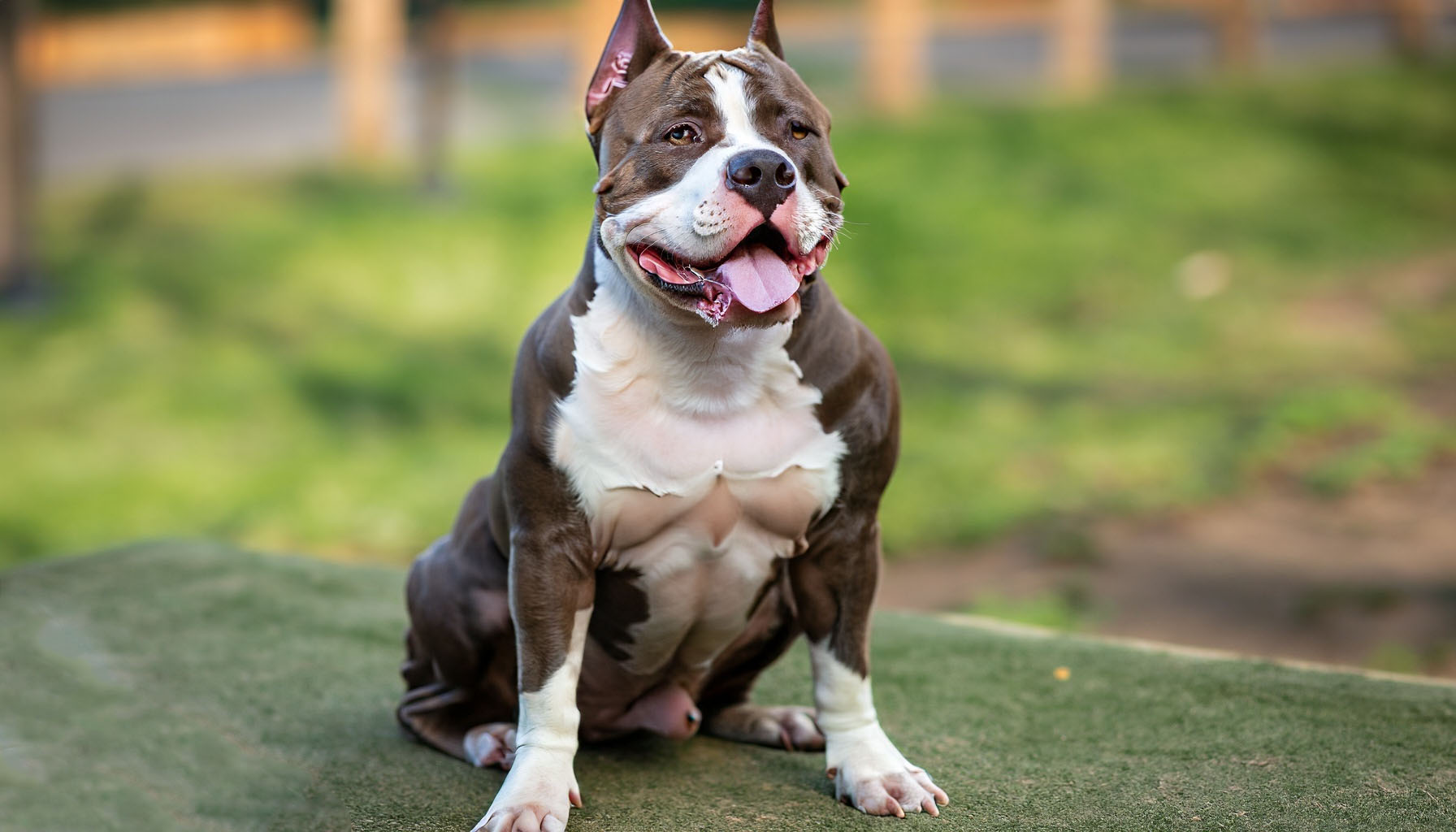 Tudo sobre raça de cachorro American Bully - CANIL PITBULLY